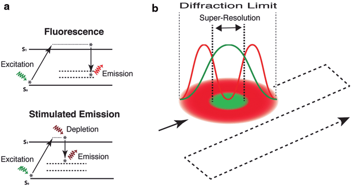 Super Resolution Microscopy (STED, SIM, PALM, STORM)