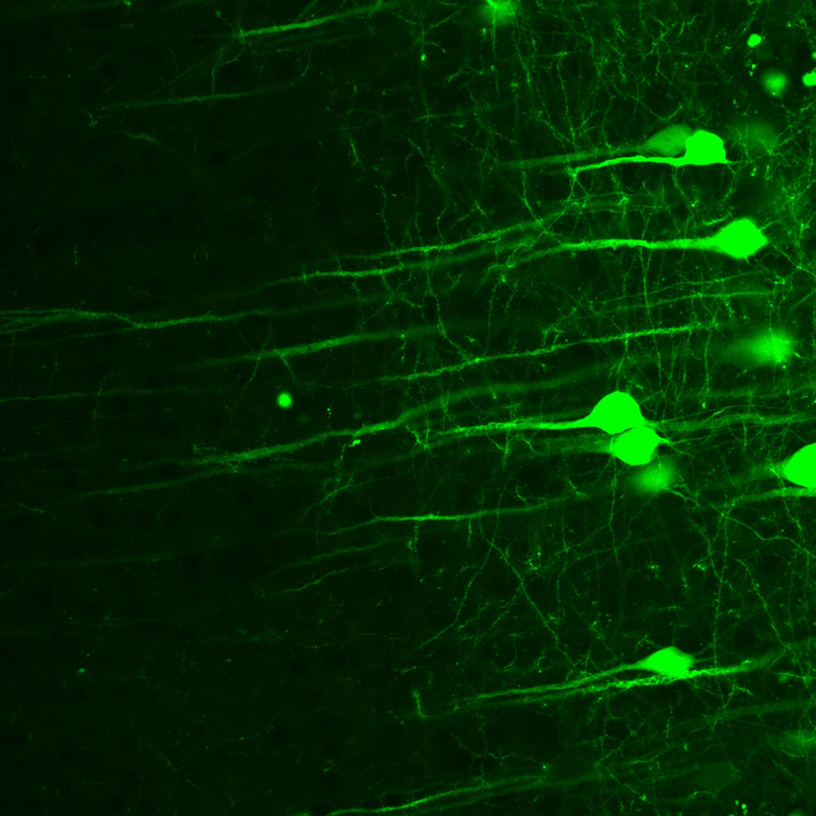 Life Science & Medical